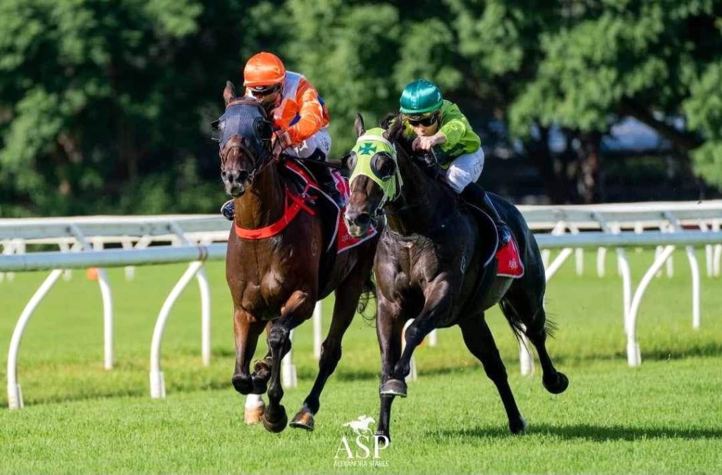 Leave the Melbourne Cup alone and focus on the Brumbies - Salience